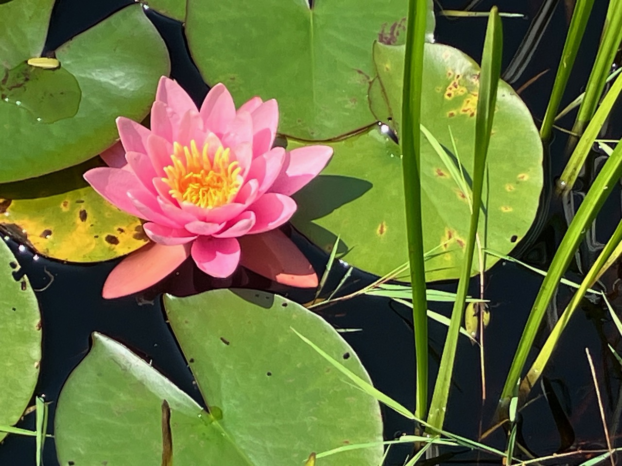 OUR WEBINARS – A Lighthouse for the Soul